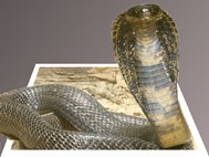 tutoriales en la red: Crea efectos 3D en tus fotografías con Gimp